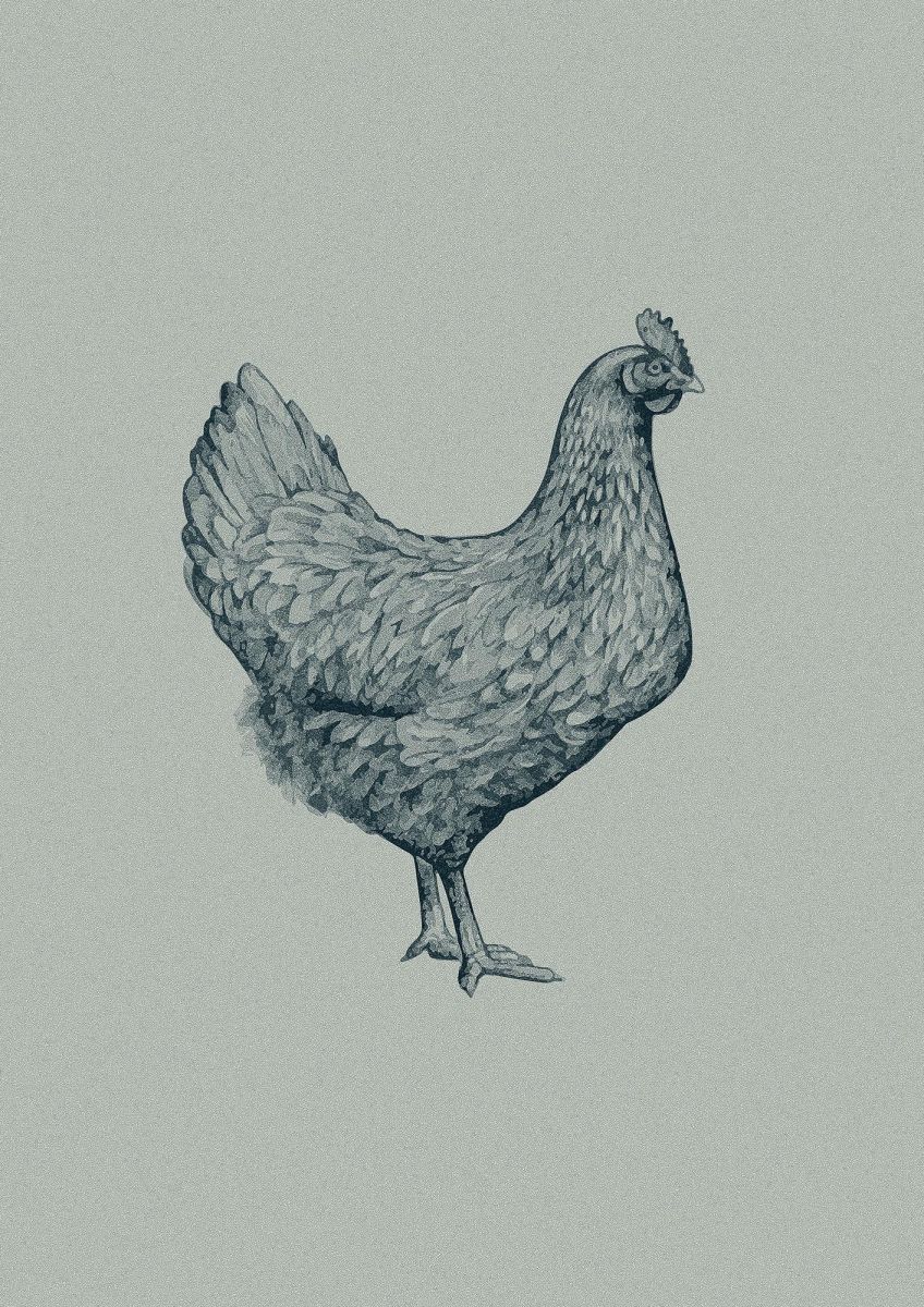 Chicken Illustration Printed Art For Kitchen Walls And Artwork For The